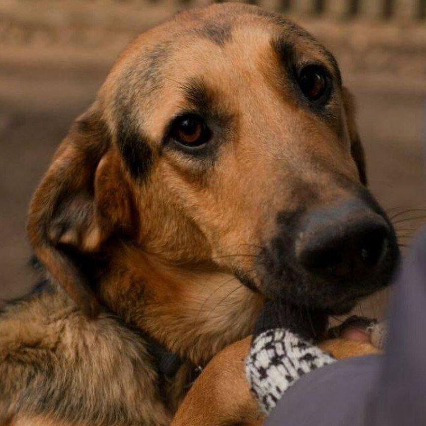 Взрослый пёс в добрые руки