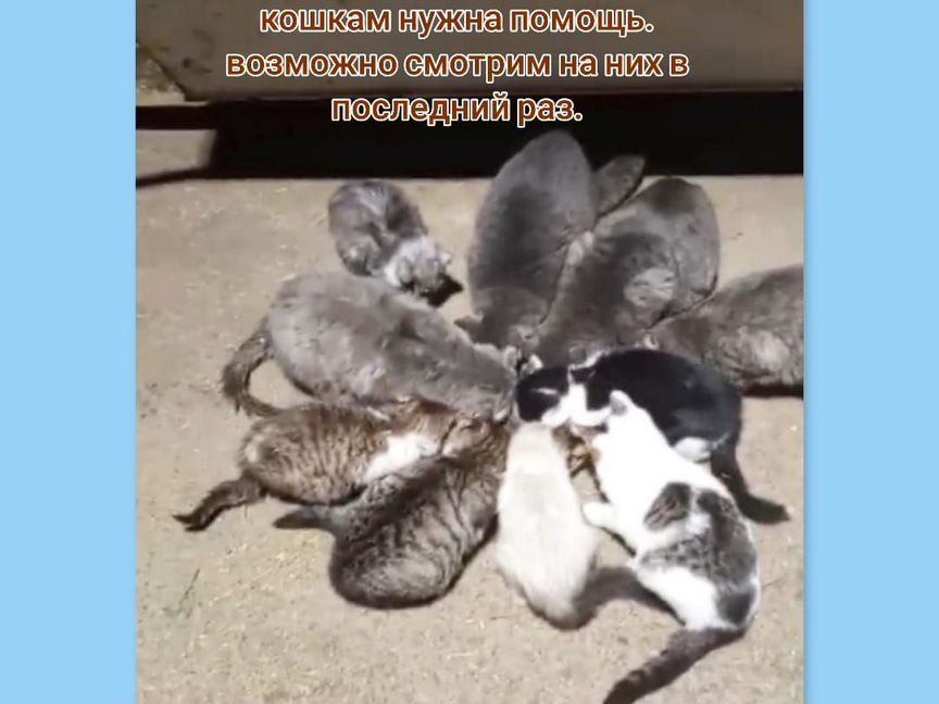 Кошки в беде