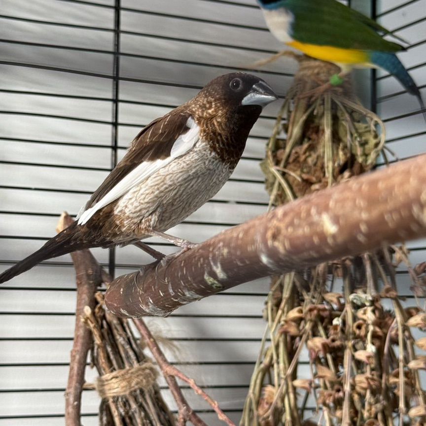 Японские амадины самцы