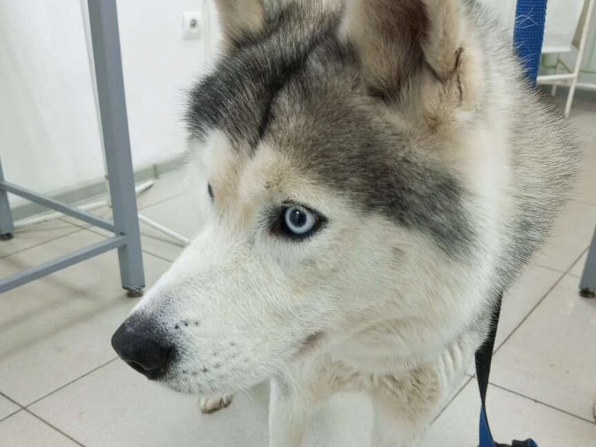 Чья собака сибирский хаски