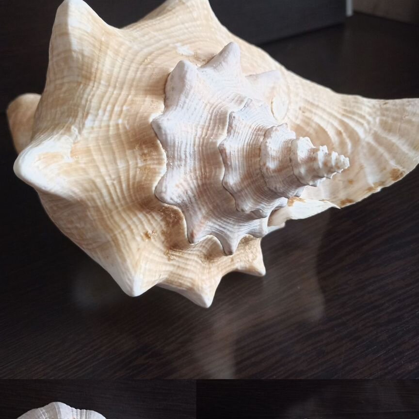 Морские раковины