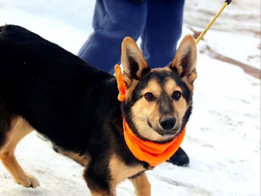 Милая Мишель в поисках дома