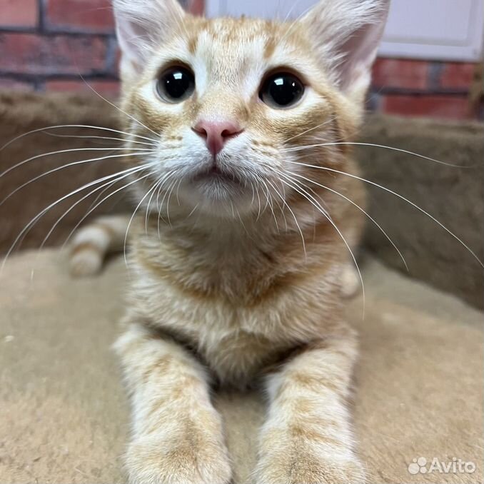 Котенок мальчик Лео 3 мес ищет семью