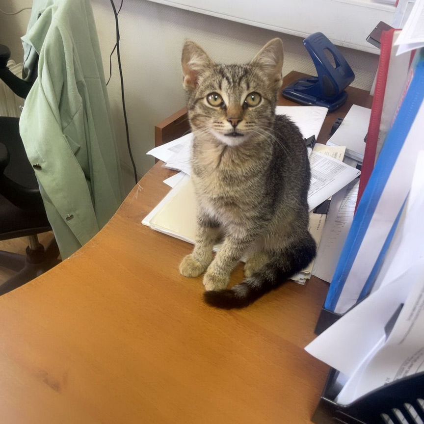 Отлам котенка в добрые руки