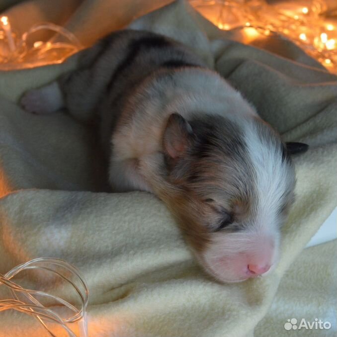 Автрайлийская овчарка щенки аусси