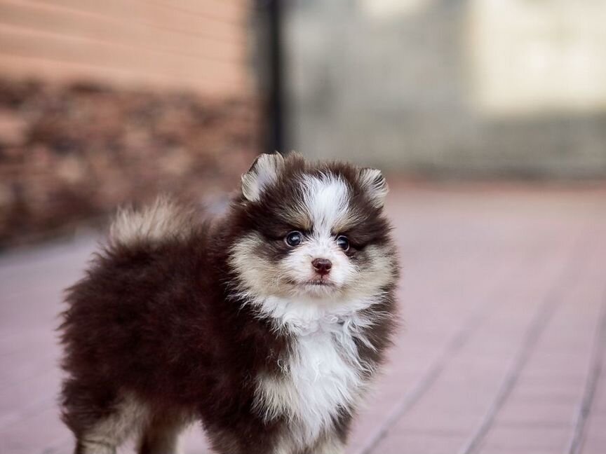 Крутейший шоколадноподпалый померанский шпиц