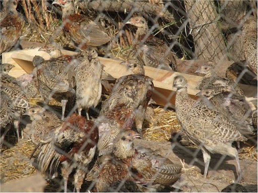 Фазанята 2.5 месяцев охотничьи и румынский