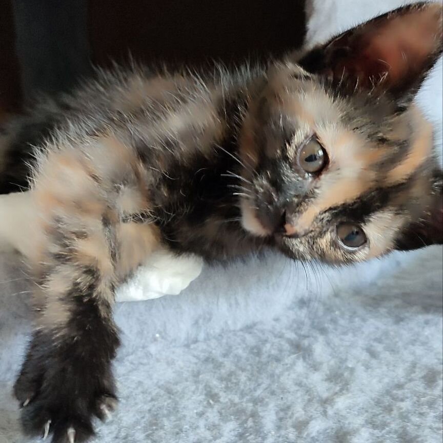 Котята в добрые руки бесплатно