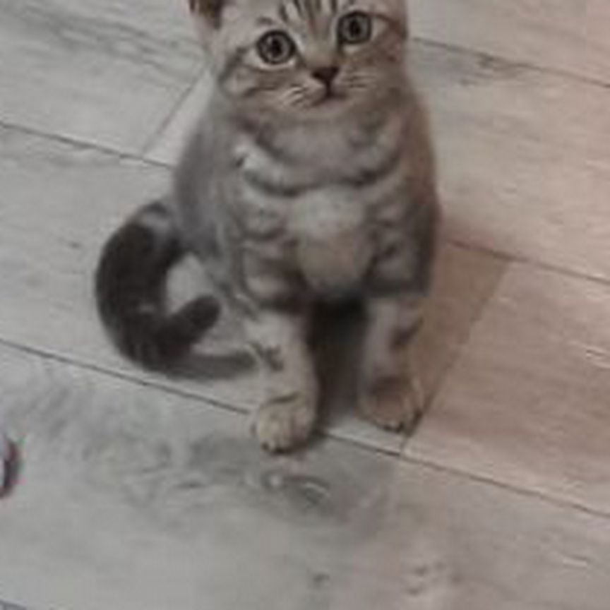 Отдам в добрые руки