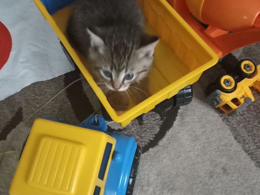 Отдам котëнка в добрые руки