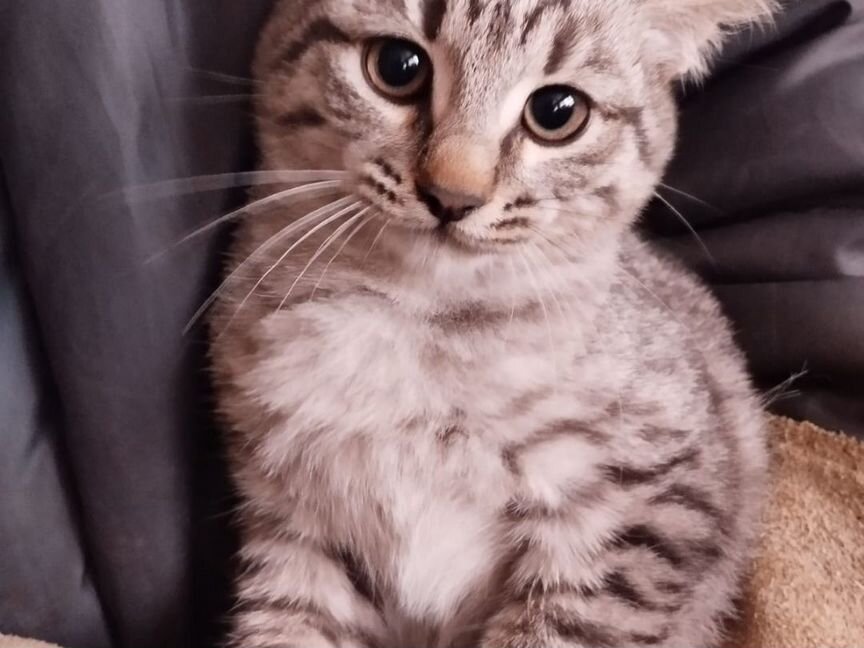 Котенок