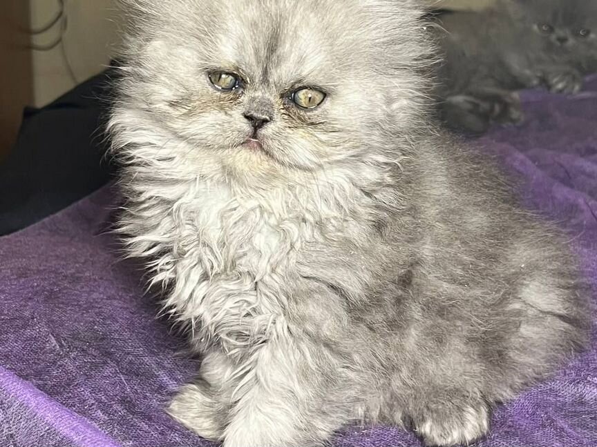 Котята Экзот и персы