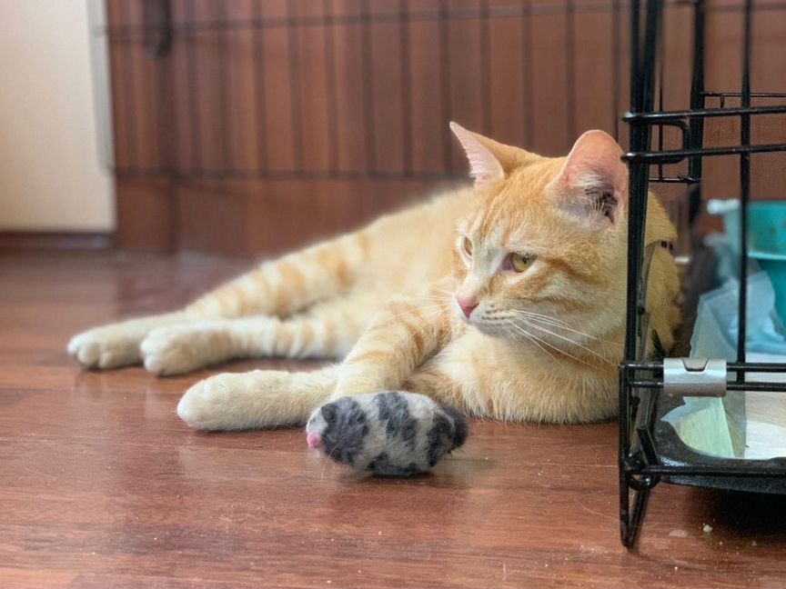 Котики бесплатно