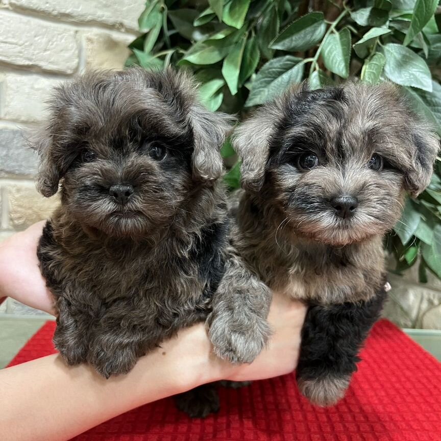 Щенки мальтипу f1 мини