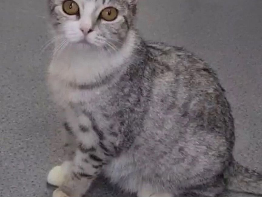 Нужна передержка/дом