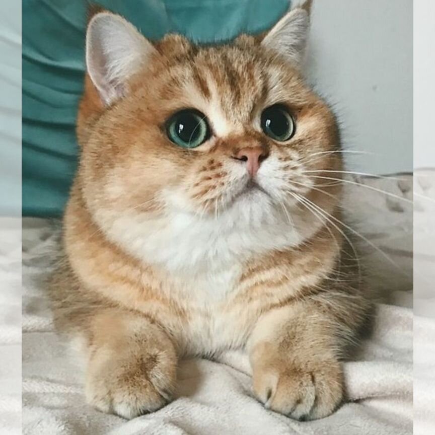 Продам котёнка Шиншилла