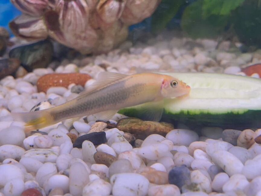 Гиринохейлус золотой