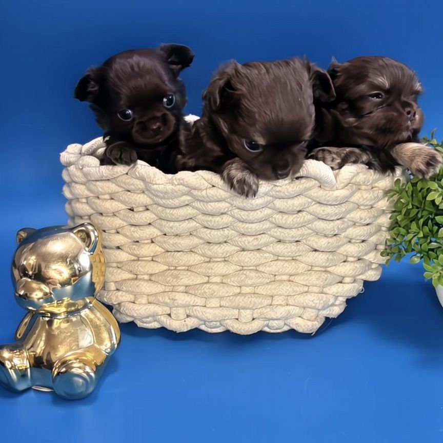 Чихуахуа, щенок