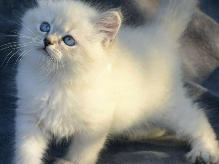 Невская маскарадная