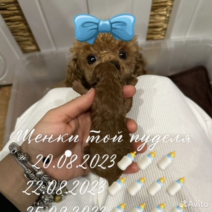 Щенки той пуделя ред braun девочки и мальчики