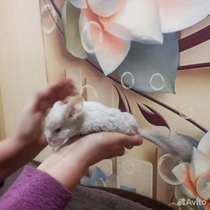 Шиншиллята