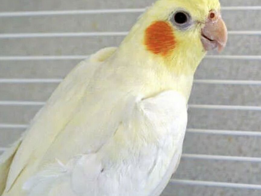 Попугай корелла