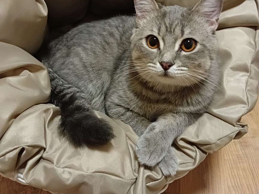 Домик лежанка для кошки. Мебель из ротанга