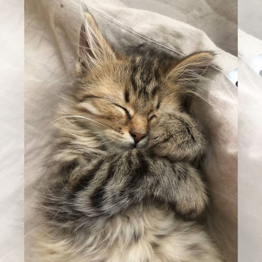 Отдам котенка в добрые руки