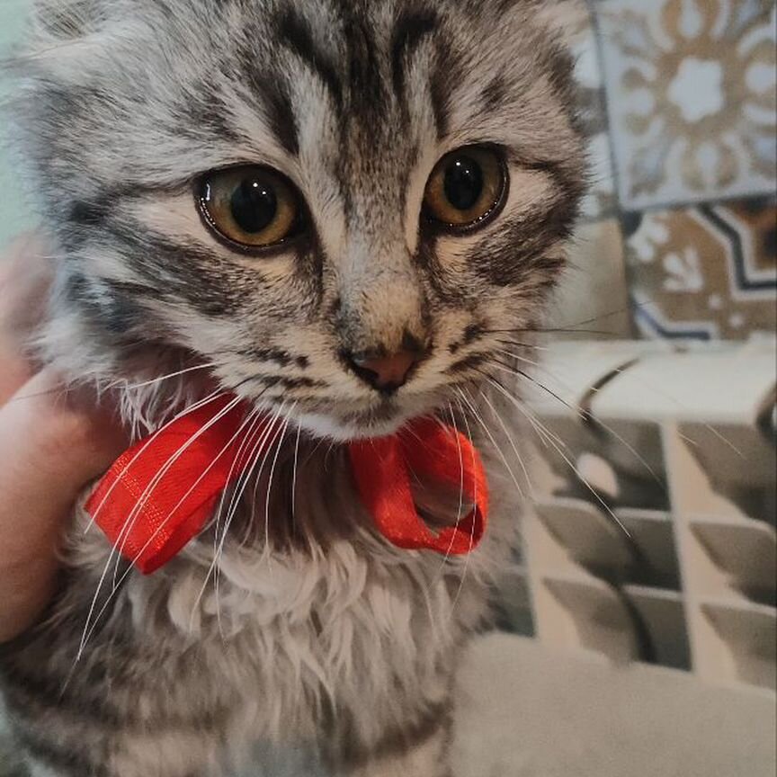 Котик ласковый бесплатно