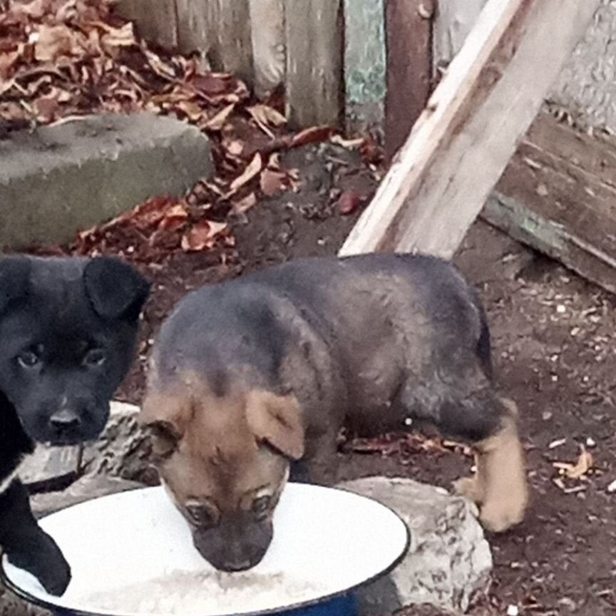 Щенки в добрые руки отдам бесплатно