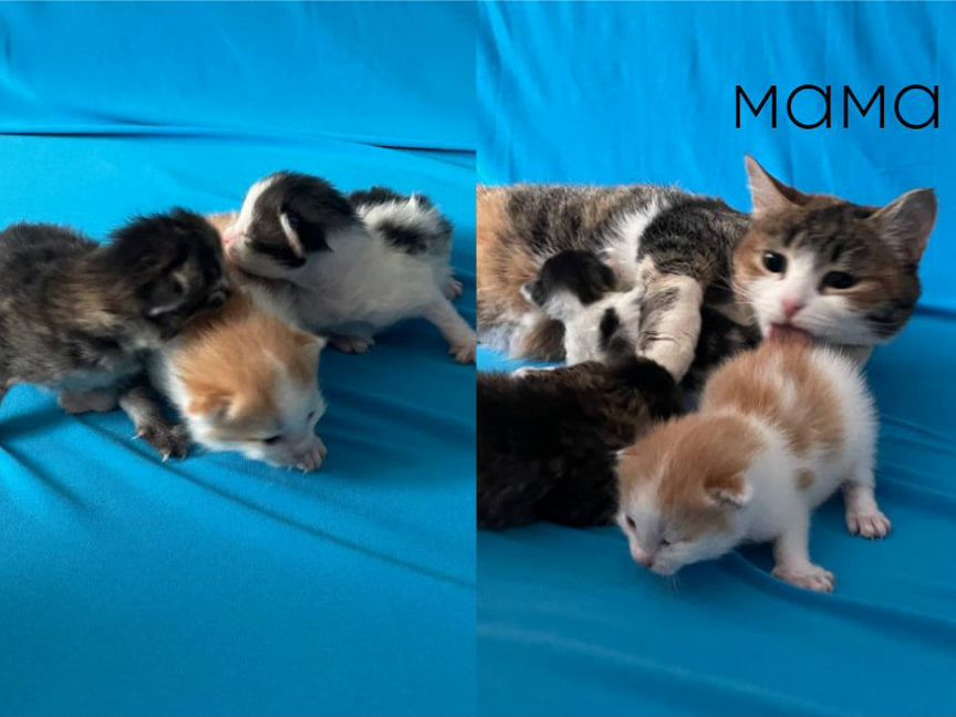 Котята домашние в дар