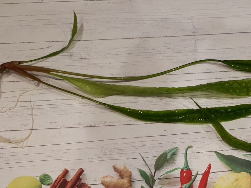 Криптокорина, аквариумное растение