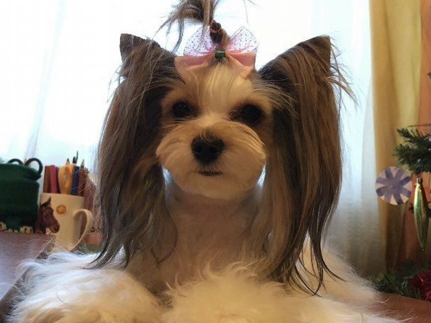 Бивер