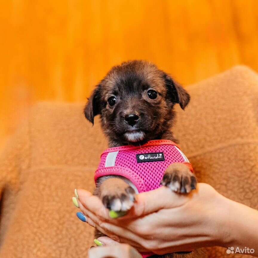 Щенки в добрые руки