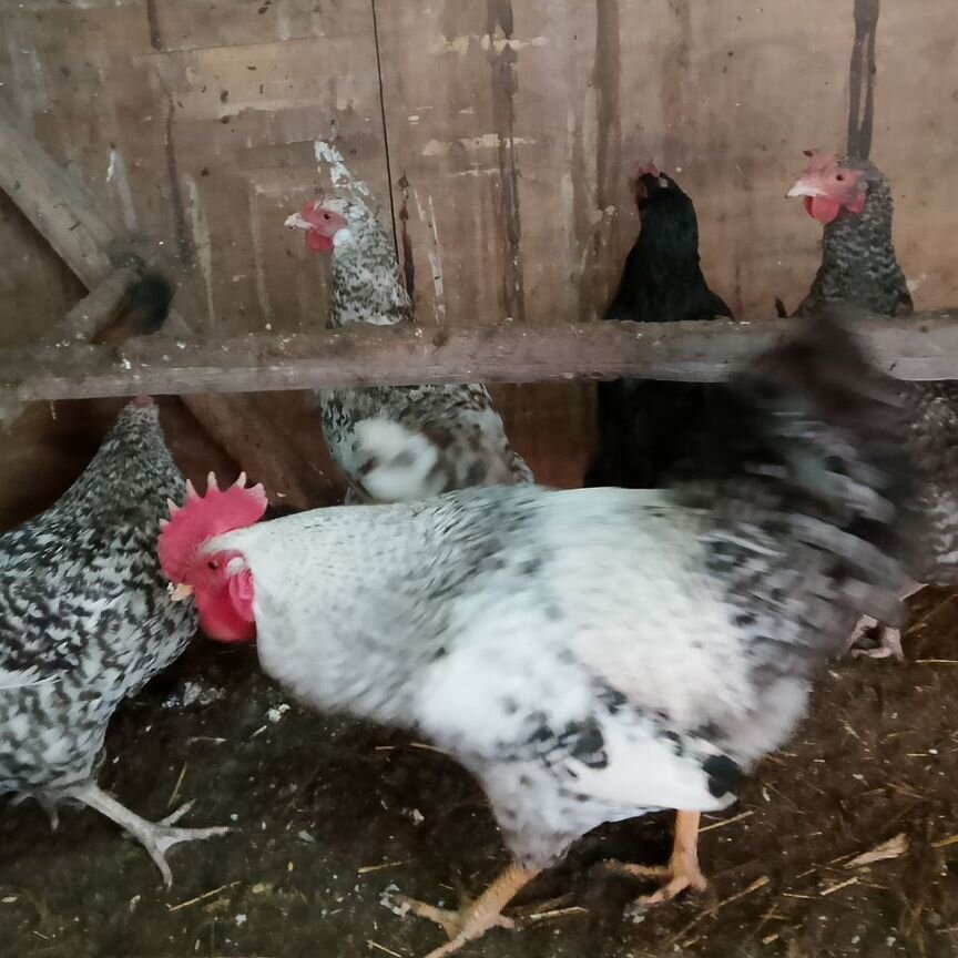 Продам петуха.6.мес