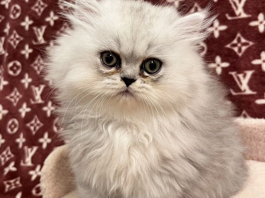 Персидская шиншилла котята