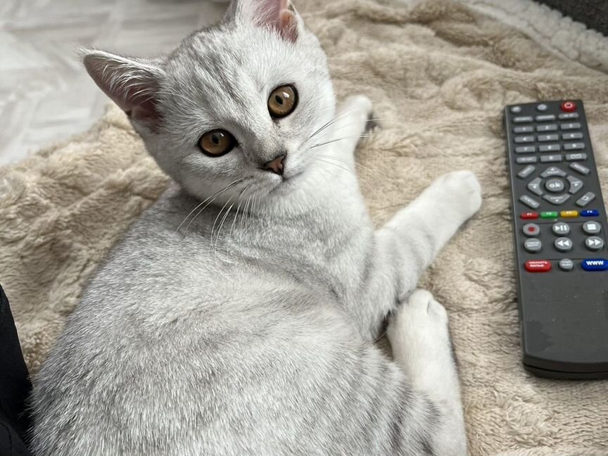 Британская Кошка