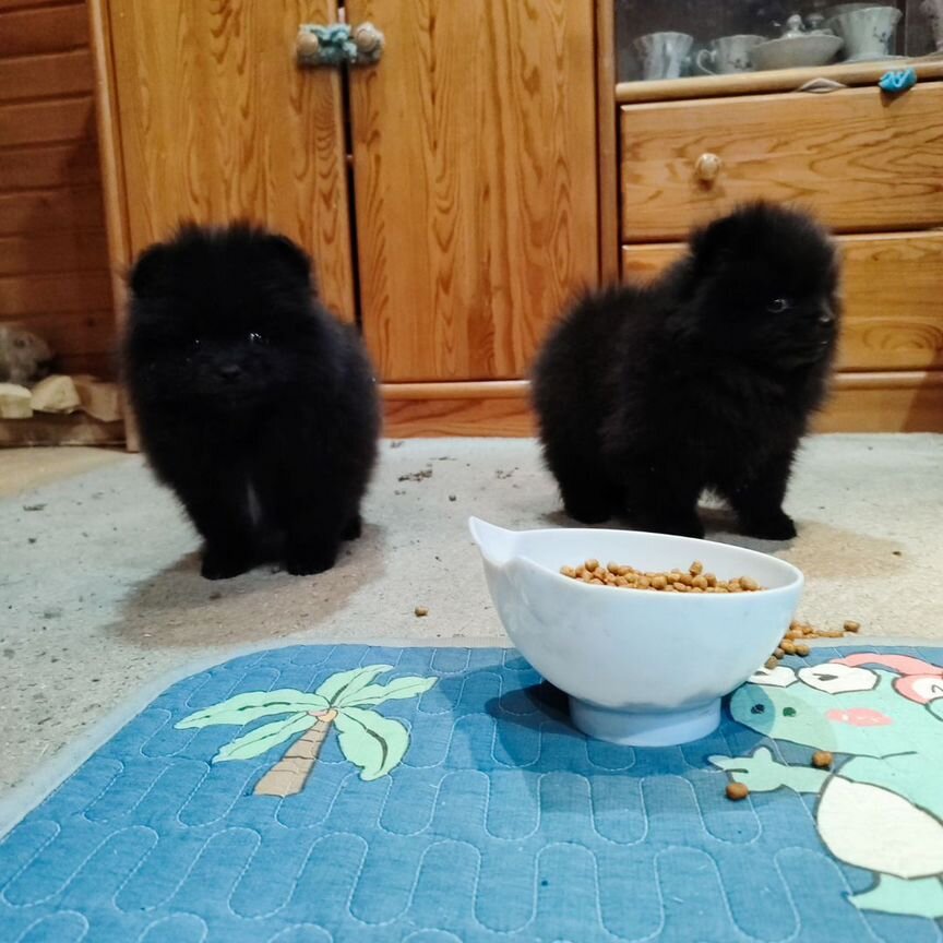 Щенки шпица