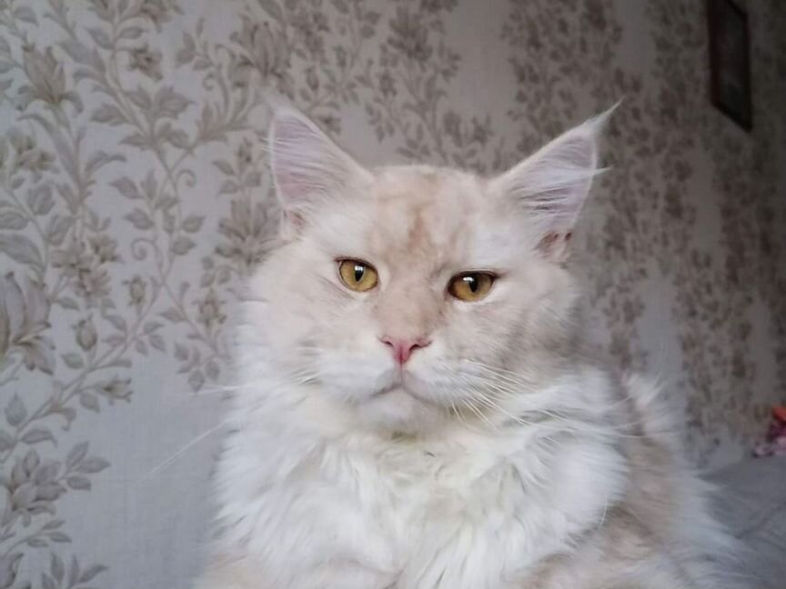 Бронируются котята мейн куна