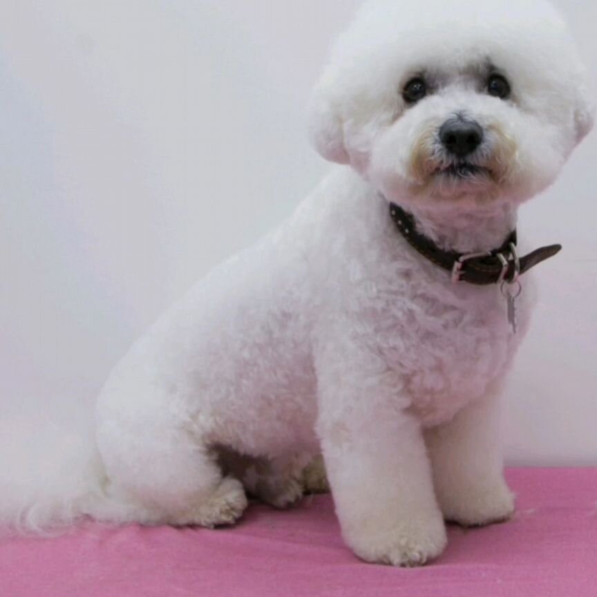 Бишон фризе бесплатно по договору