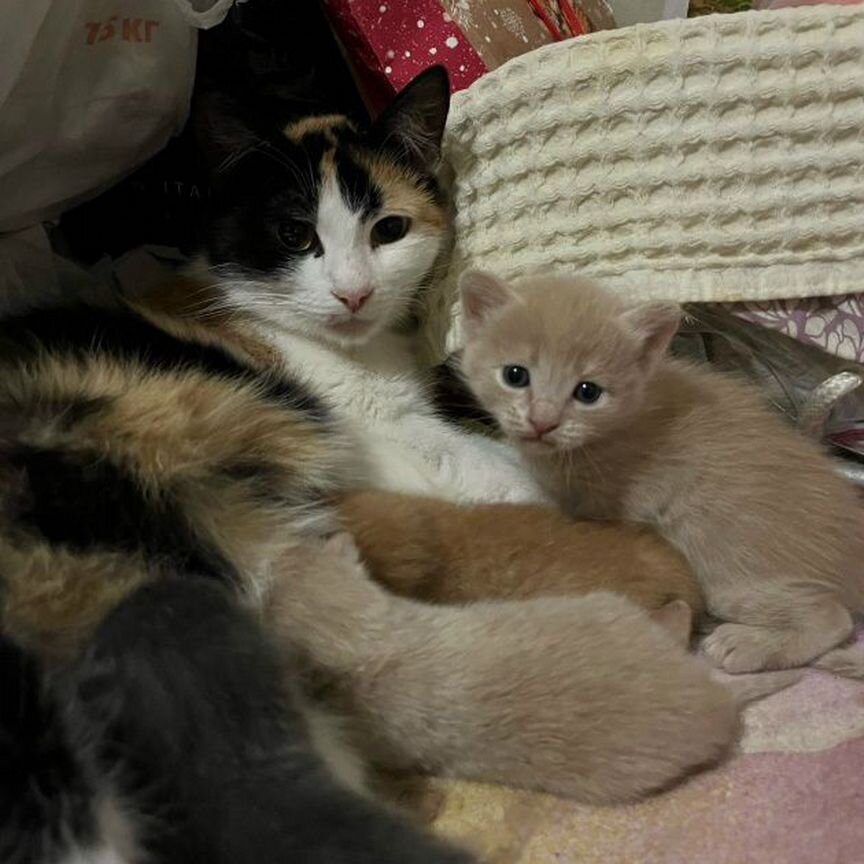 Котёнок в добрые руки