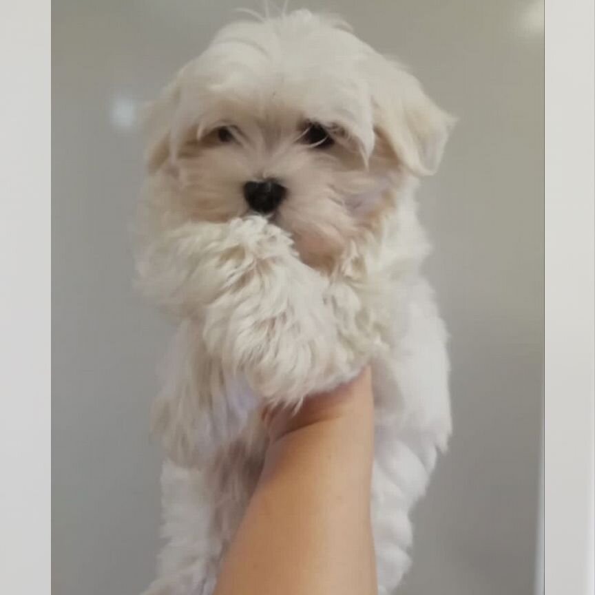 Мальтийская болонка, щенок