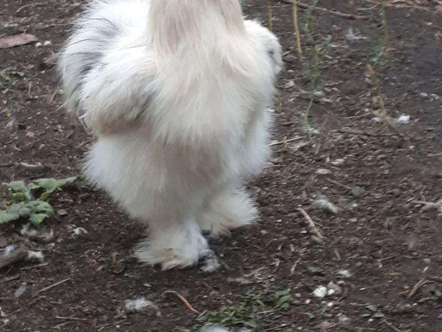 Подам петушков