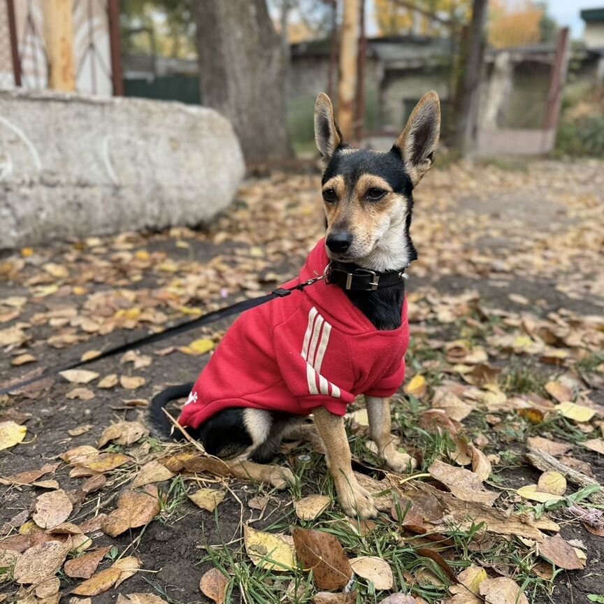 Кобель метис пинчера в добрые руки