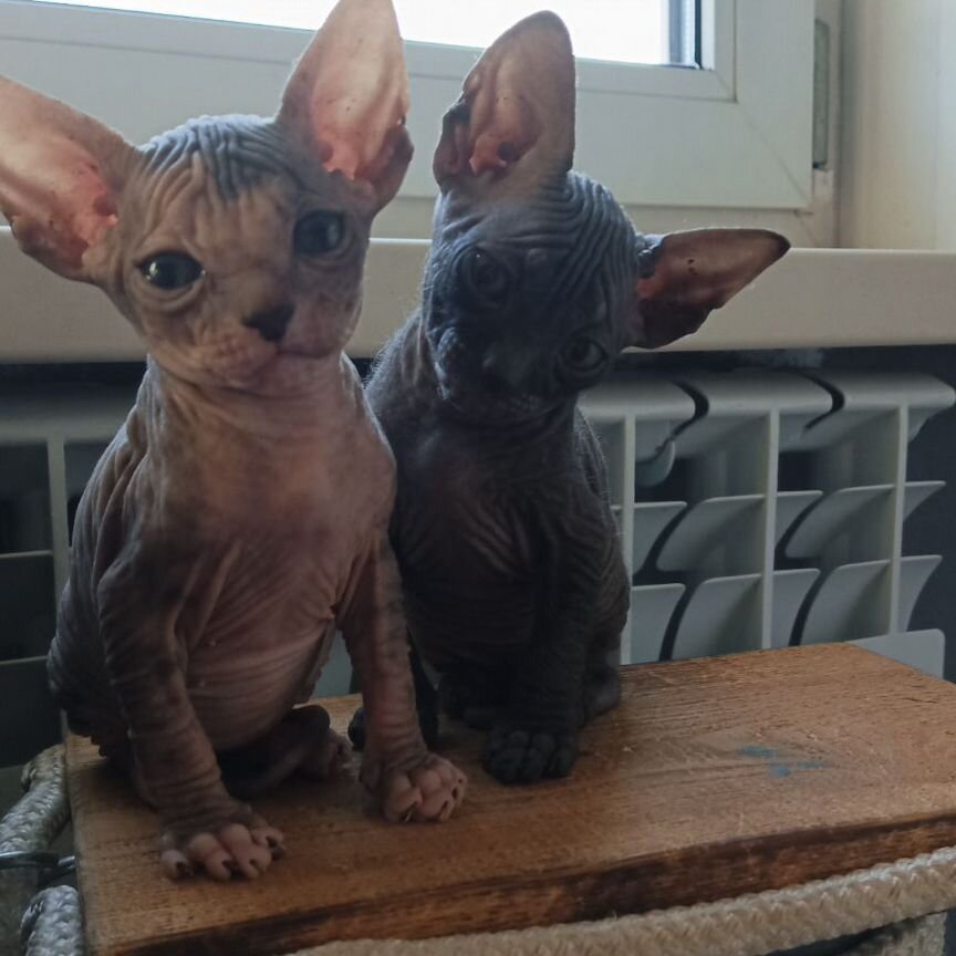 Котята сфинкс