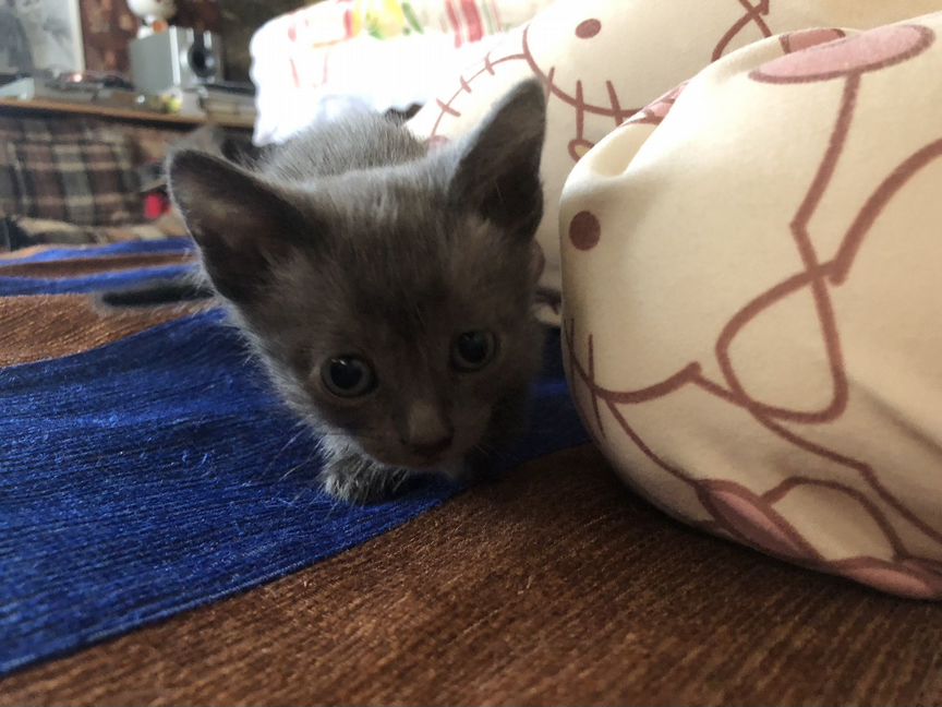 Кошечка серенькая