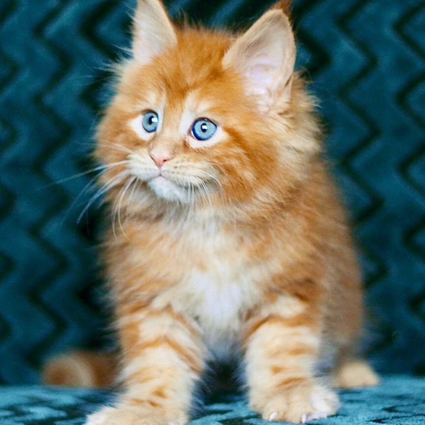 Котята мейн-кун окрас красный
