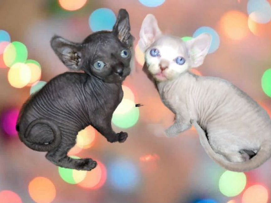 Котята Эльф с родословной WCF