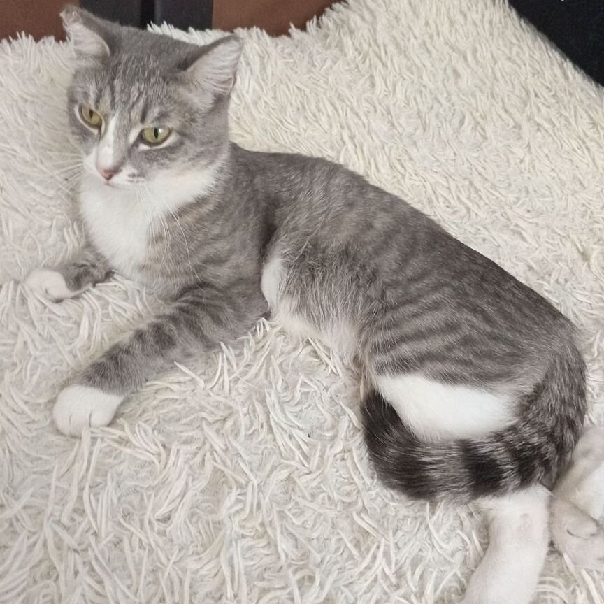 Взрослая, кошка в добрые руки