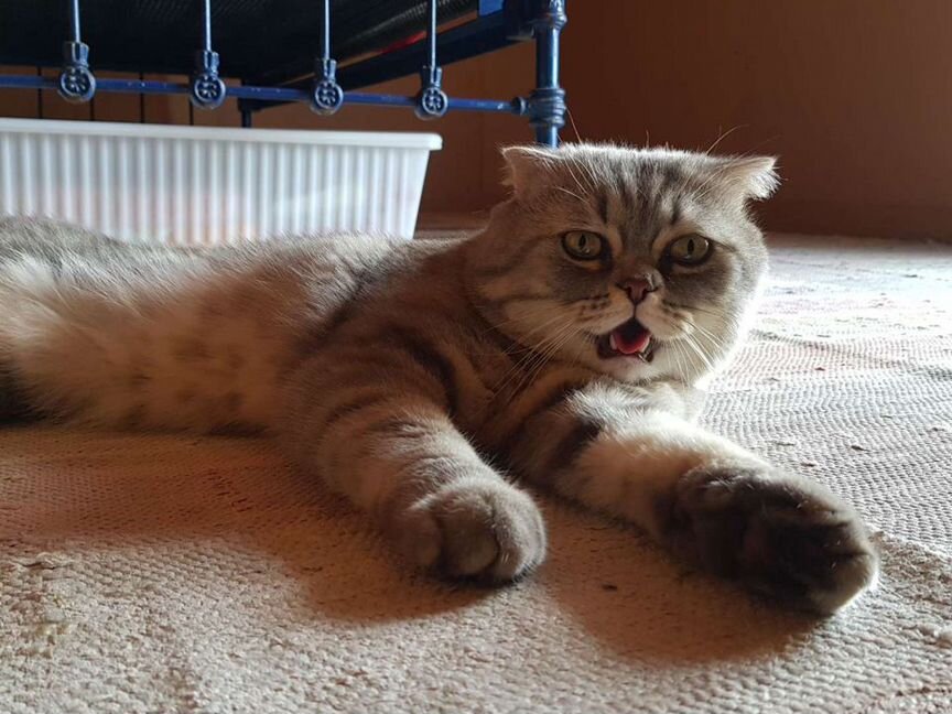 Шотландский скоттиш-фолд вязка